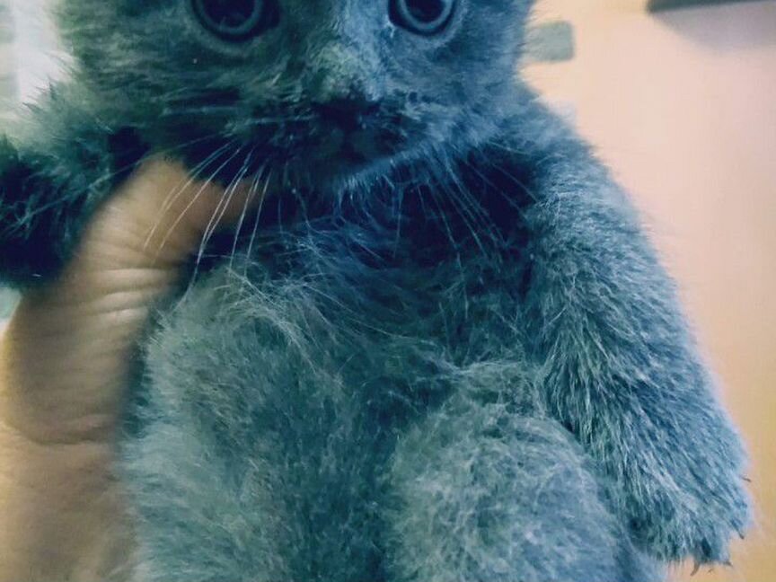 Котята британские 1 мес