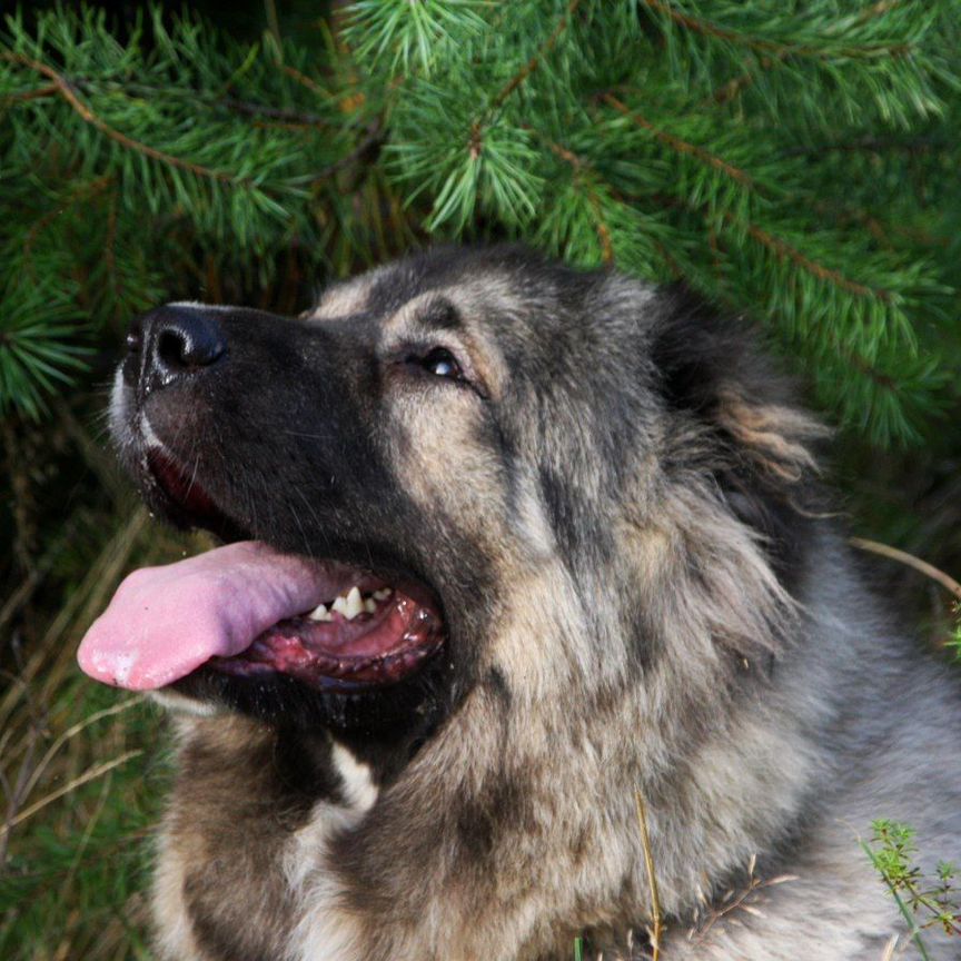 Щенки кавказята