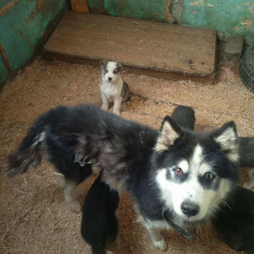 Хаски с щенками с отлове