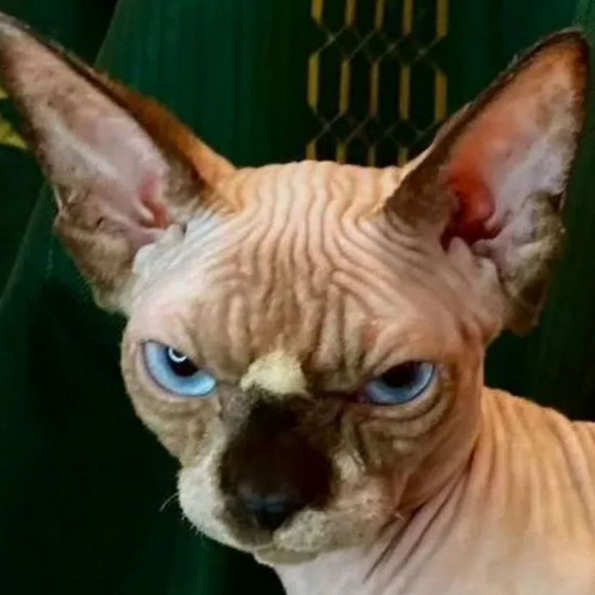 Бамбино котёнок