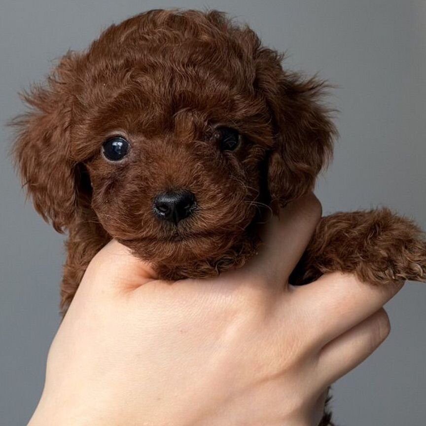 Той-пудель, щенок