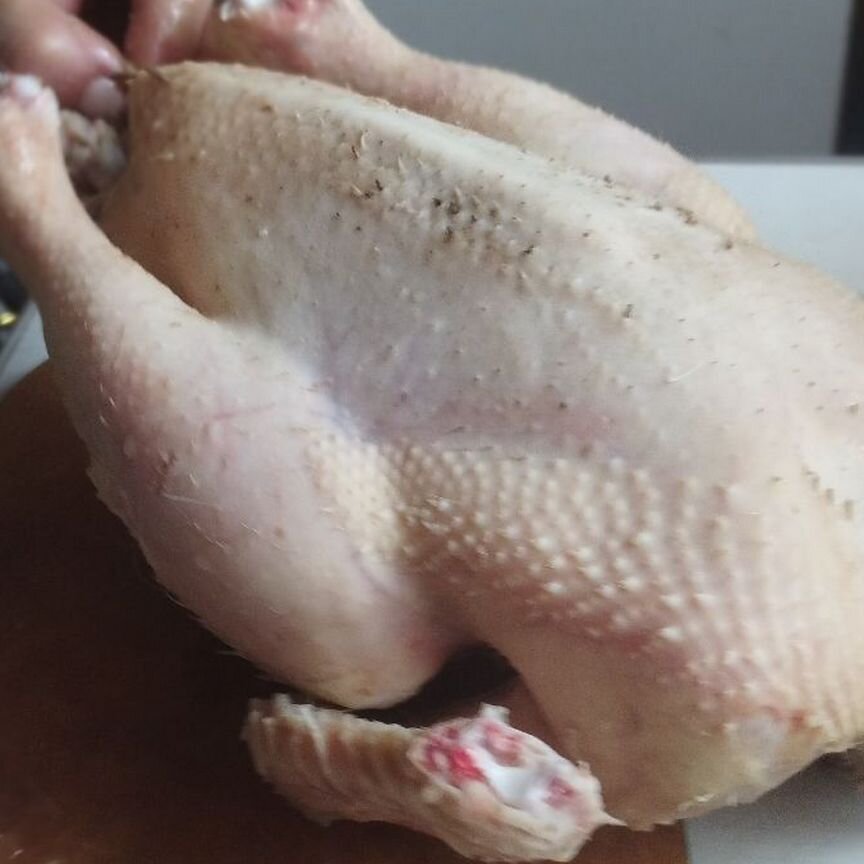 Несушки