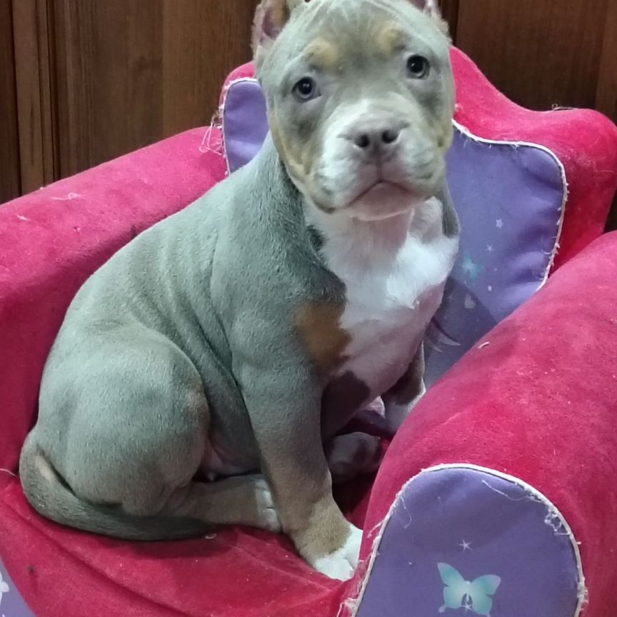 Американский булли