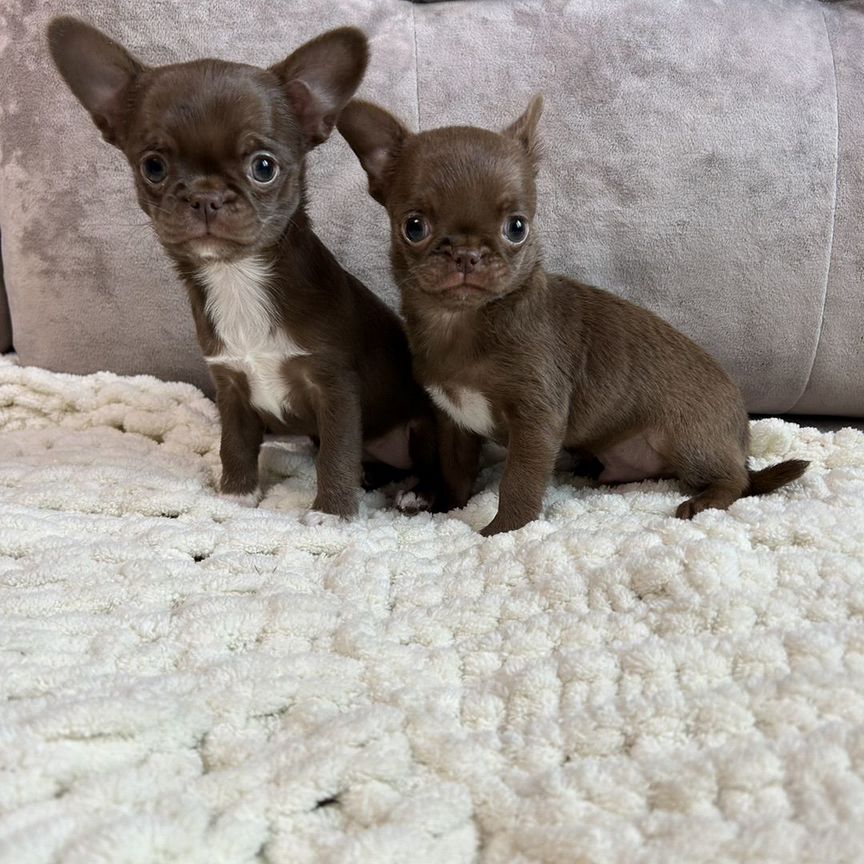 Чихуахуа щенята