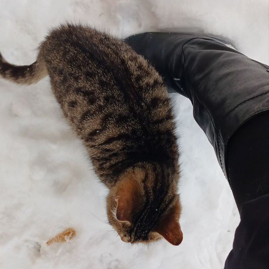 Котёнок в добрые ручки
