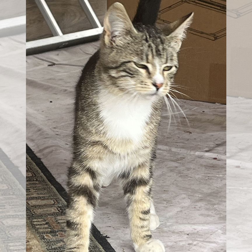 Котенок 8 месяцев