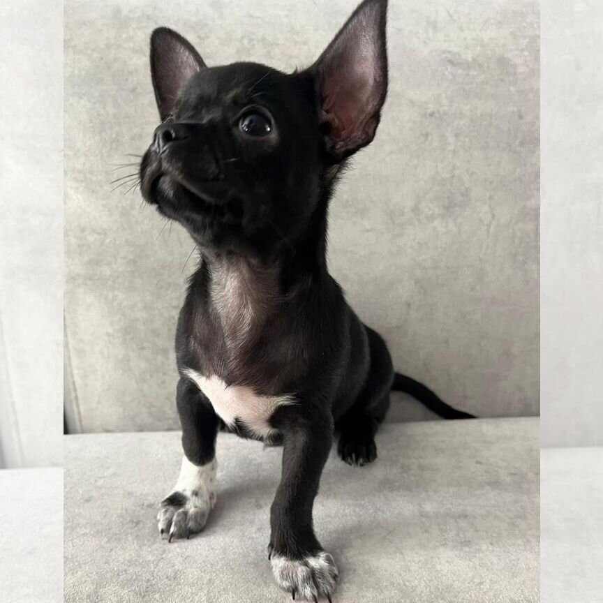 Щенки чихуахуа