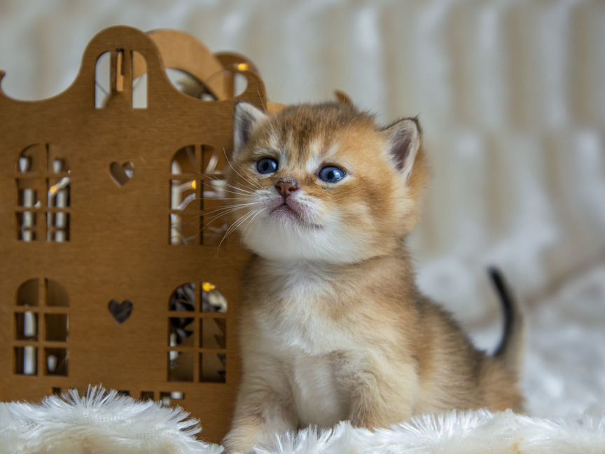 Шотландские котята