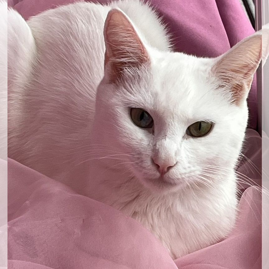 Турецкая ангора, взрослая кошка