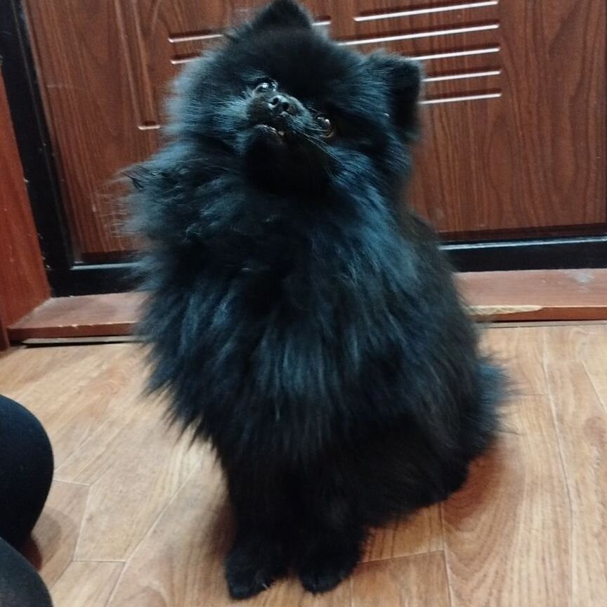 Померанский шпиц, вязка