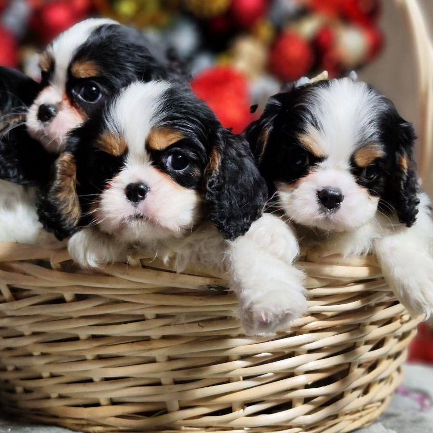 Кавалер кинг-чарльз-спаниель, щенок