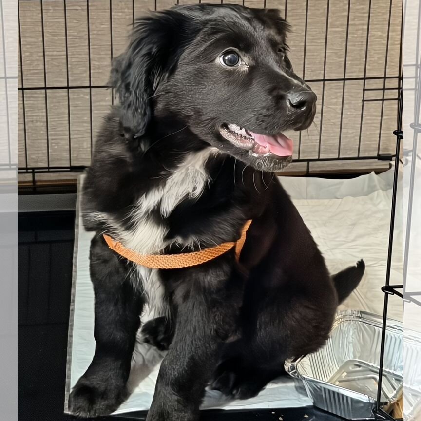 Щенок в добрые руки