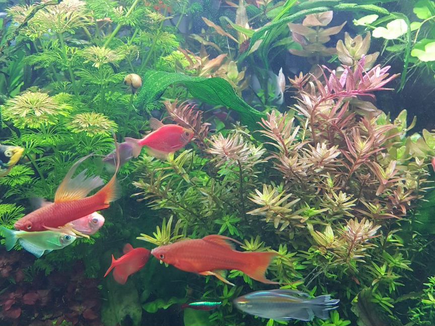 Растения для аквариума и трубочник Изя