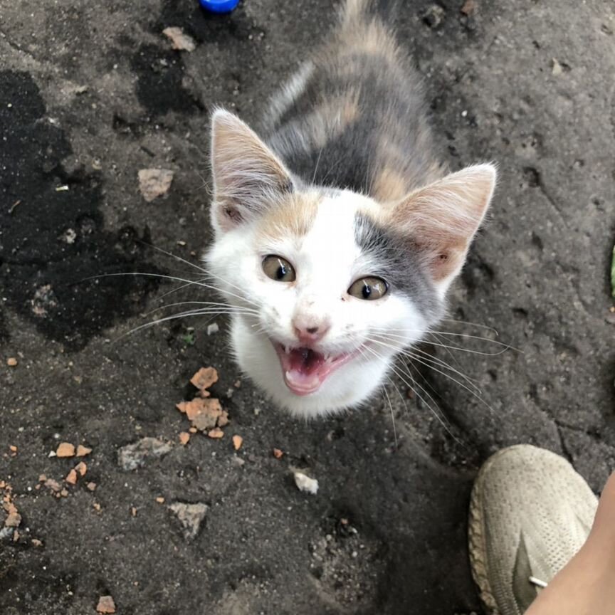 Котенок в добрые руки