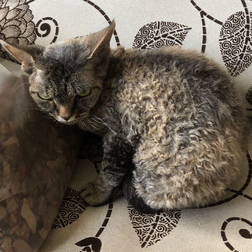 Отдадим кошечку