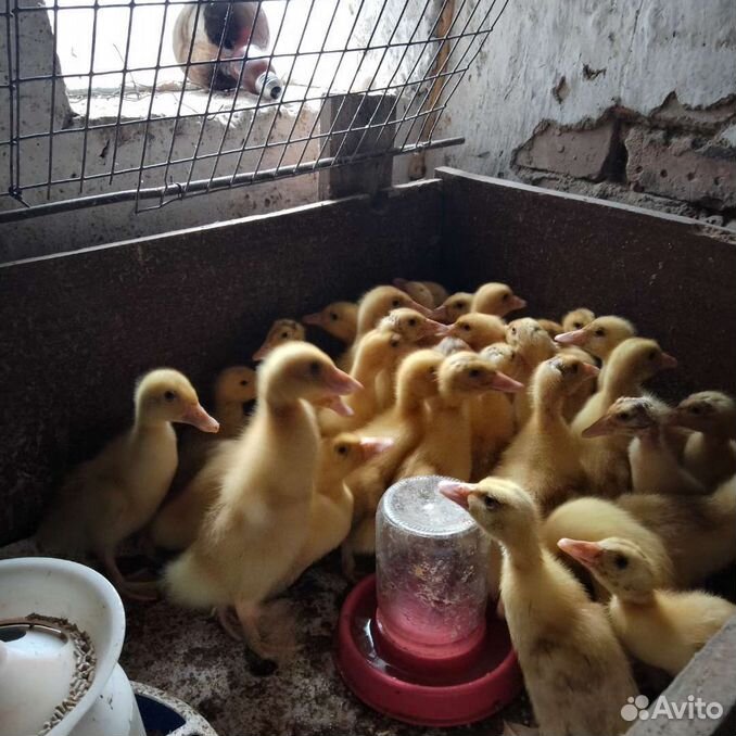 Утята старт 53 и агидель