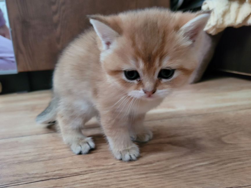 Кошки