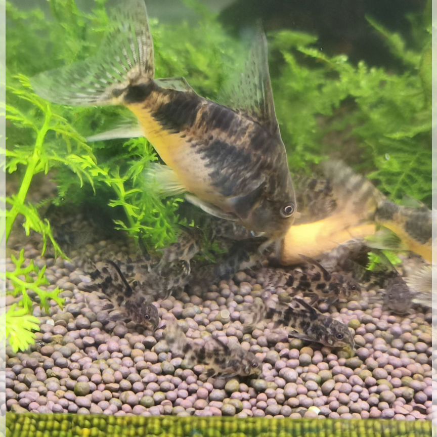 Сомики коридорасы крапчатые