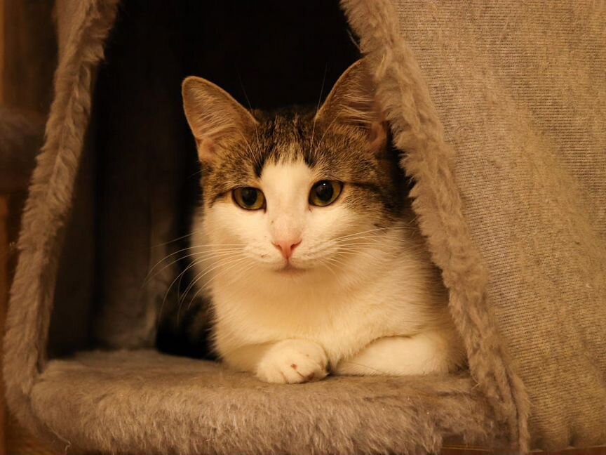 Кошка