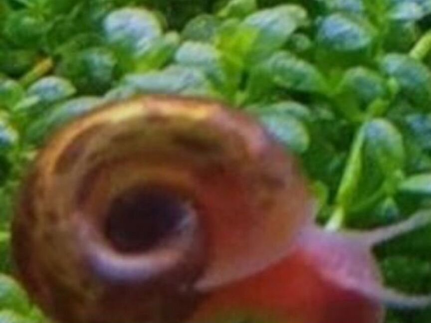 Улитки катушки