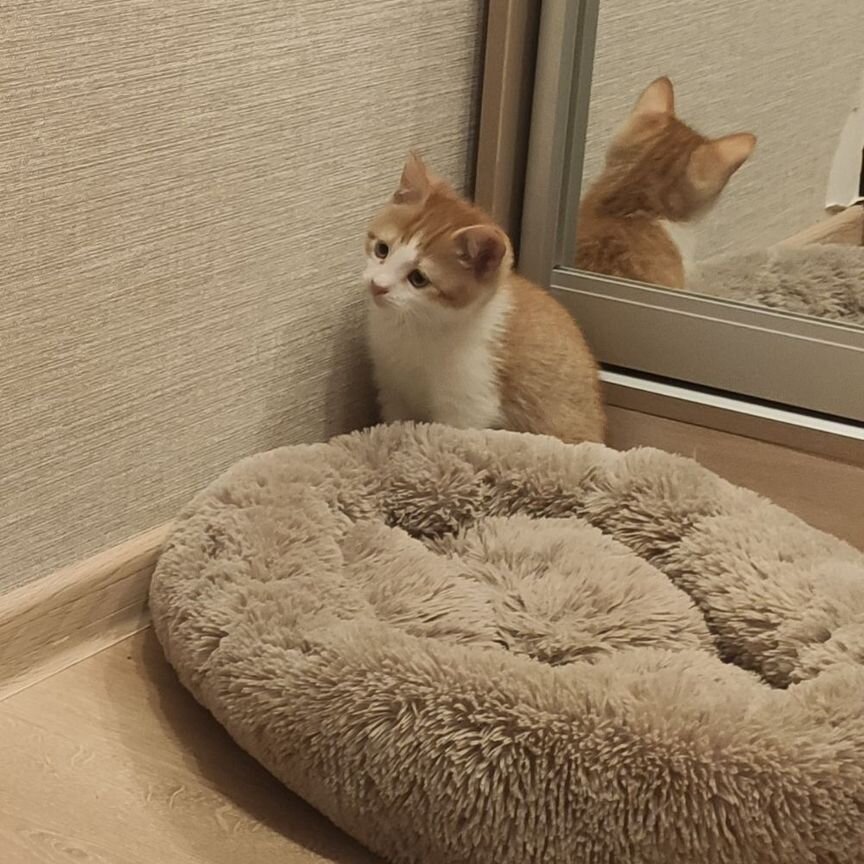 Котёнок котята мальчик и девочка