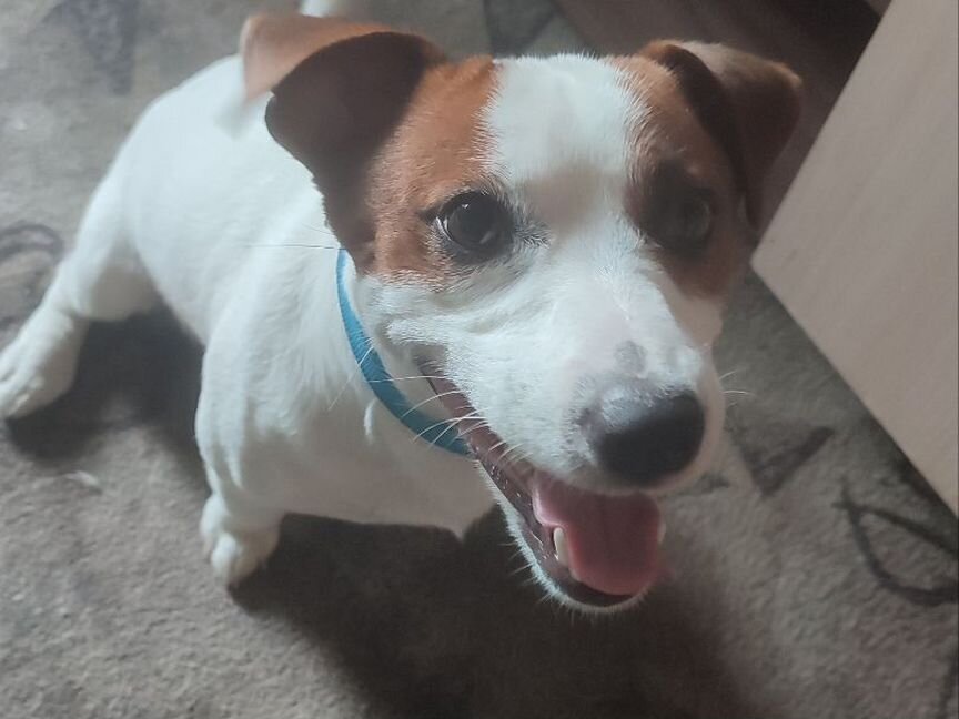 Вязка джек рассел терьер