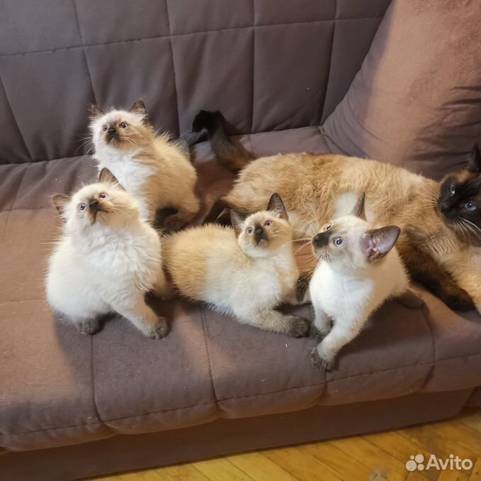 Продаются Тайские (Сиамские) котята