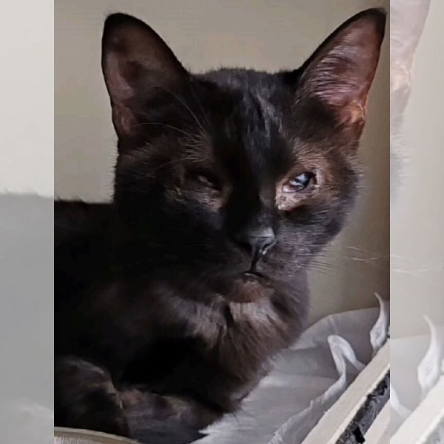 Слепая некрасивая кошека