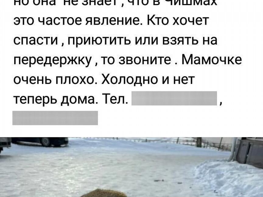Собаку беременную выкинули на мороз