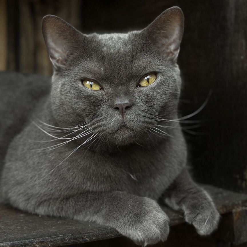 Взрослый кот в добрые руки