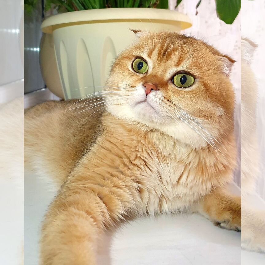 Шотландский вислоухий короткошёрстный, взрослый кот