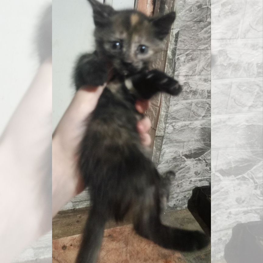 Шотландский вислоухий длинношёрстный котёнок