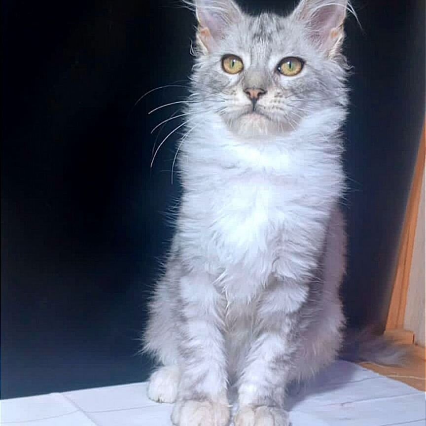 Девочка мейн-кун на высоком серебре