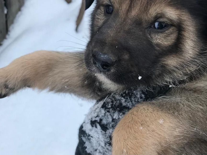 Щенки в норе без мамы