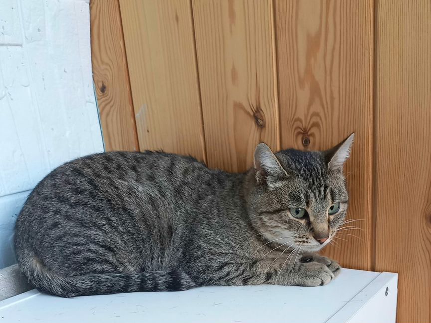 Кошка в дар бесплатно