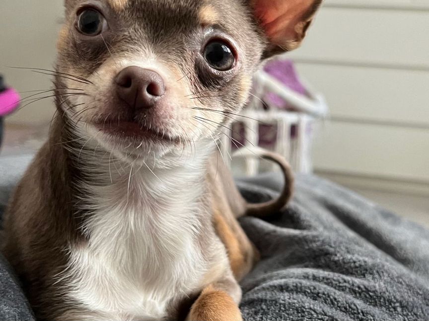 Мини той терьер щенок