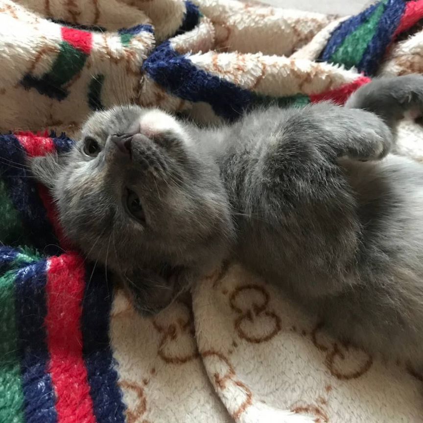 Котята