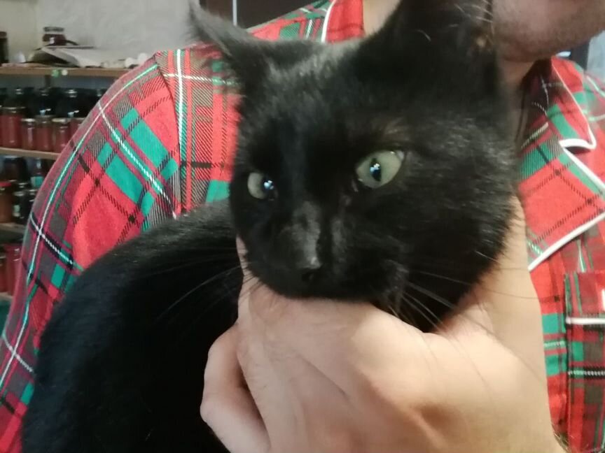 Молодой кот в добрые руки