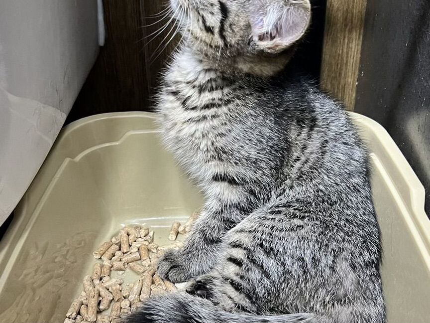 Красивые котята 2 месяца отдадим