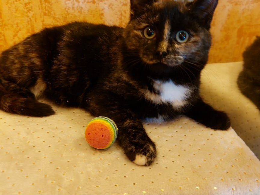 Котята ищут любимых хозяев