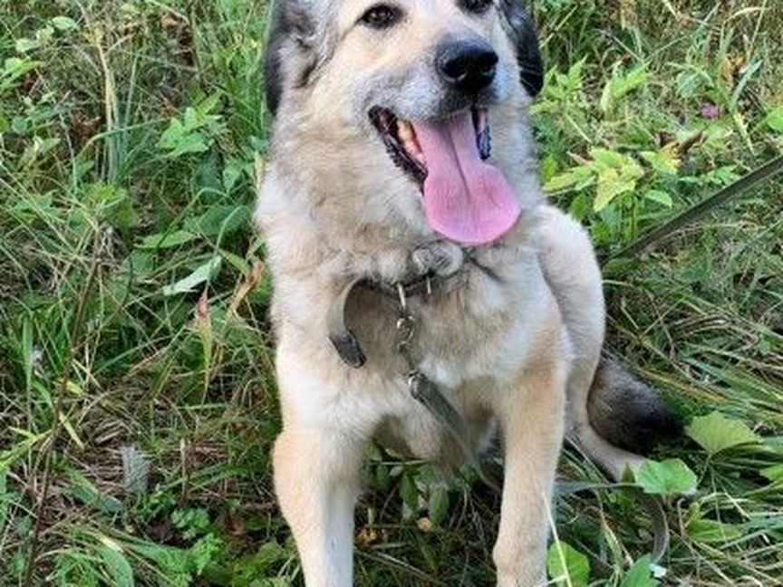 Шанталь- идеальная собака для жизни в доме