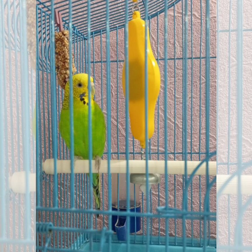 Волнистый попугай с клеткой