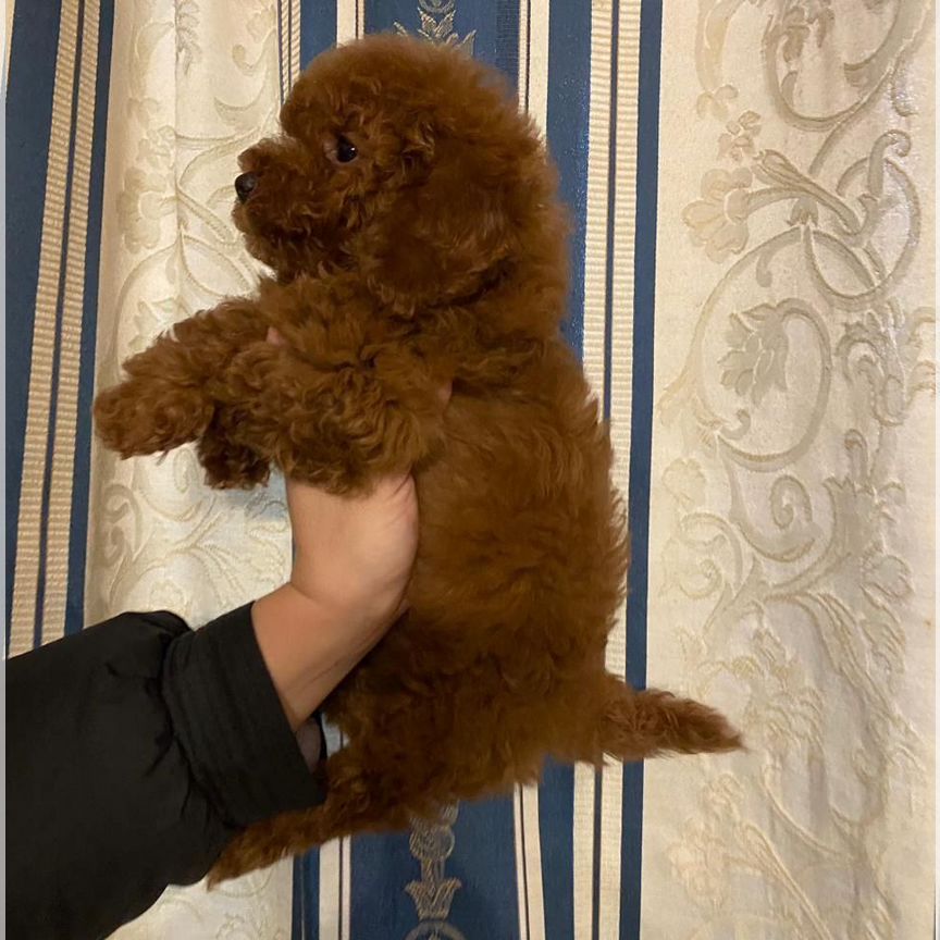 Той-пудель, щенок