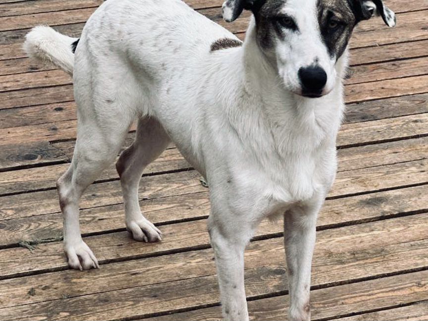 Собака в добрые руки