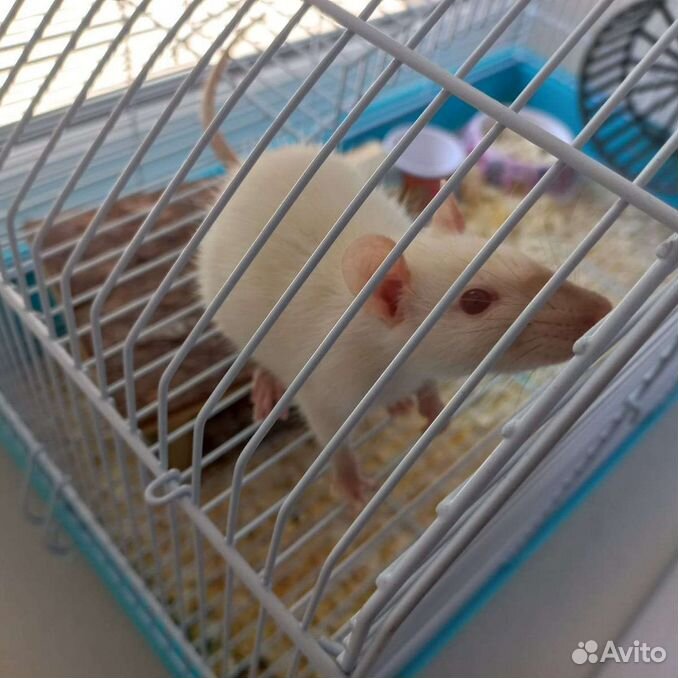 Декоративная крыса с клеткой