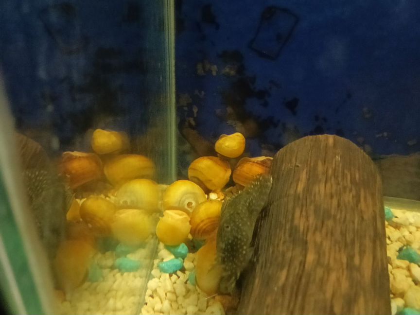 Сомики анциструс (самец)