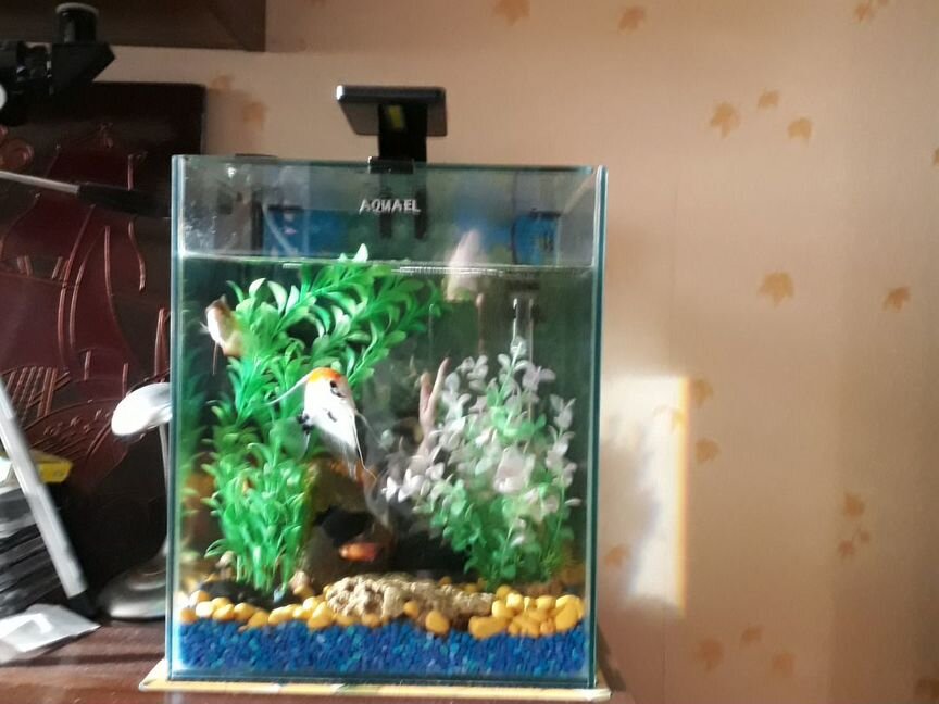 Аквариум aquael shrimp SET 30 литров