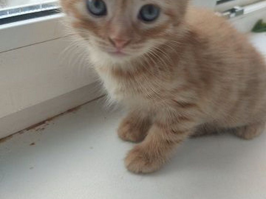 Котята ответственным людям
