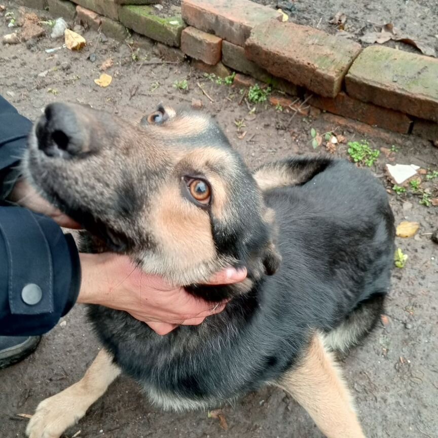 Отдам бесплатно собаку