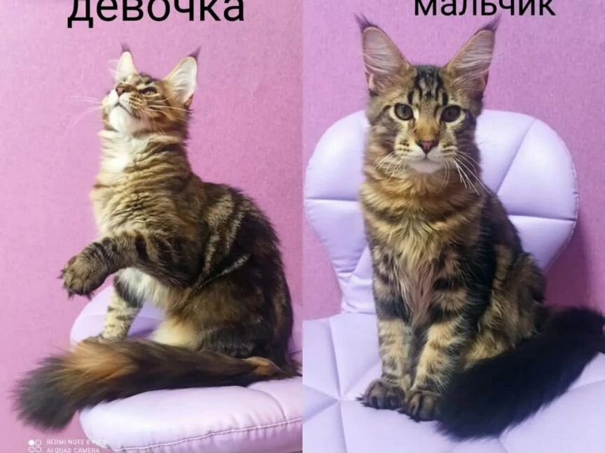 Мейн-кун